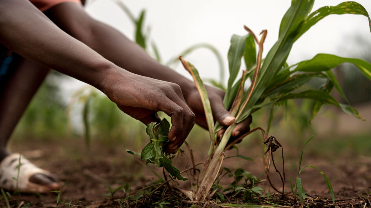 Transforming Agriculture for Economic Growth in Tanzania | Axum Earth